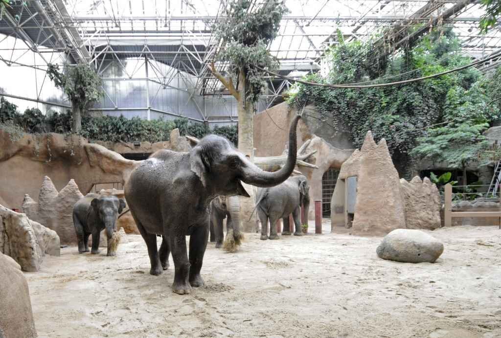 Diergaarde Blijdorp | De leukste kinderuitjes | KinderSpeelPret