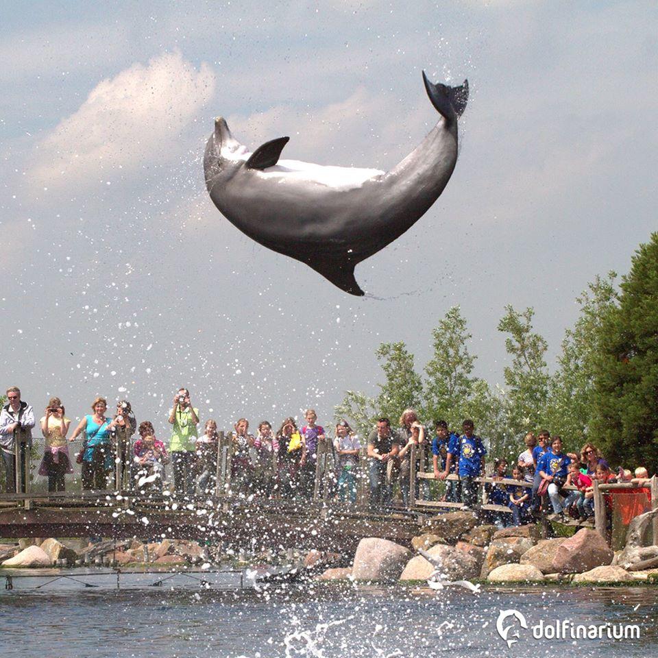 Dolfinarium | De leukste kinderuitjes | KinderSpeelPret