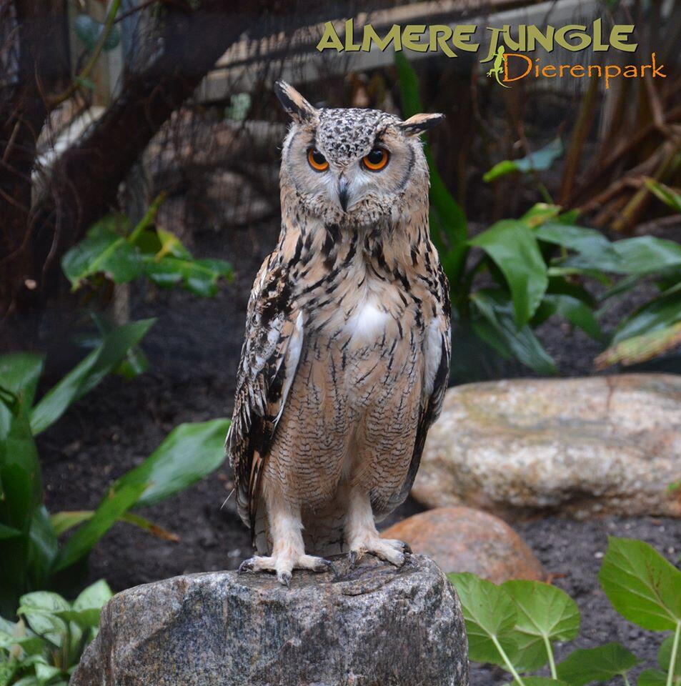 Almere Jungle Dierenpark | De leukste kinderuitjes | KinderSpeelPret