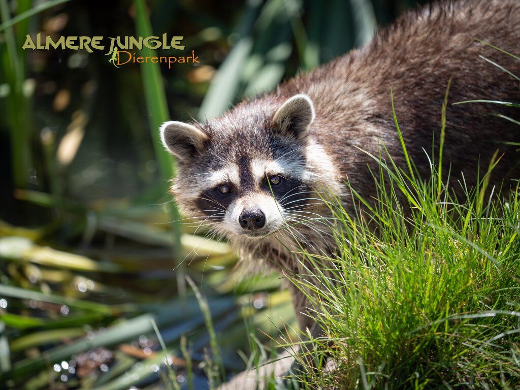 Almere Jungle Dierenpark | De leukste kinderuitjes | KinderSpeelPret
