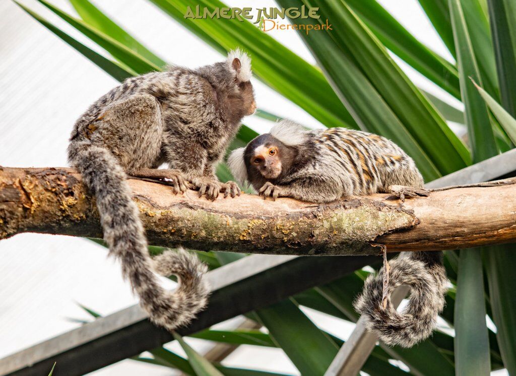 Almere Jungle Dierenpark | De leukste kinderuitjes | KinderSpeelPret