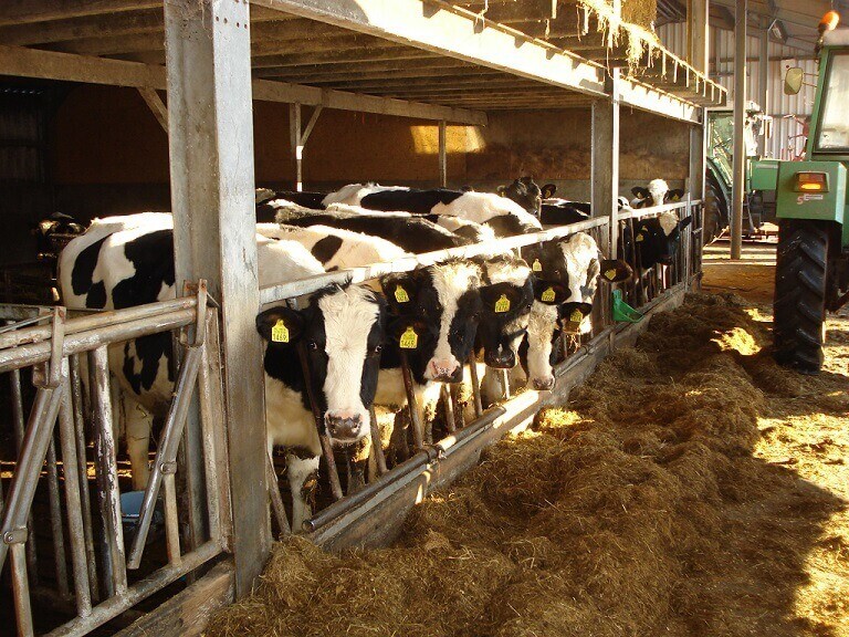 Boebadoe farm | De leukste kinderuitjes | KinderSpeelPret